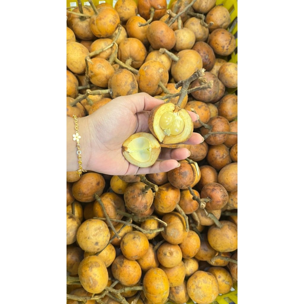 Jual buah tampui 300gr | Shopee Indonesia