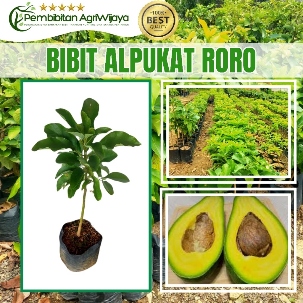 Jual Bibit Alpukat Varietas Roro Subaka Original Sambung Pucuk Unggul ...
