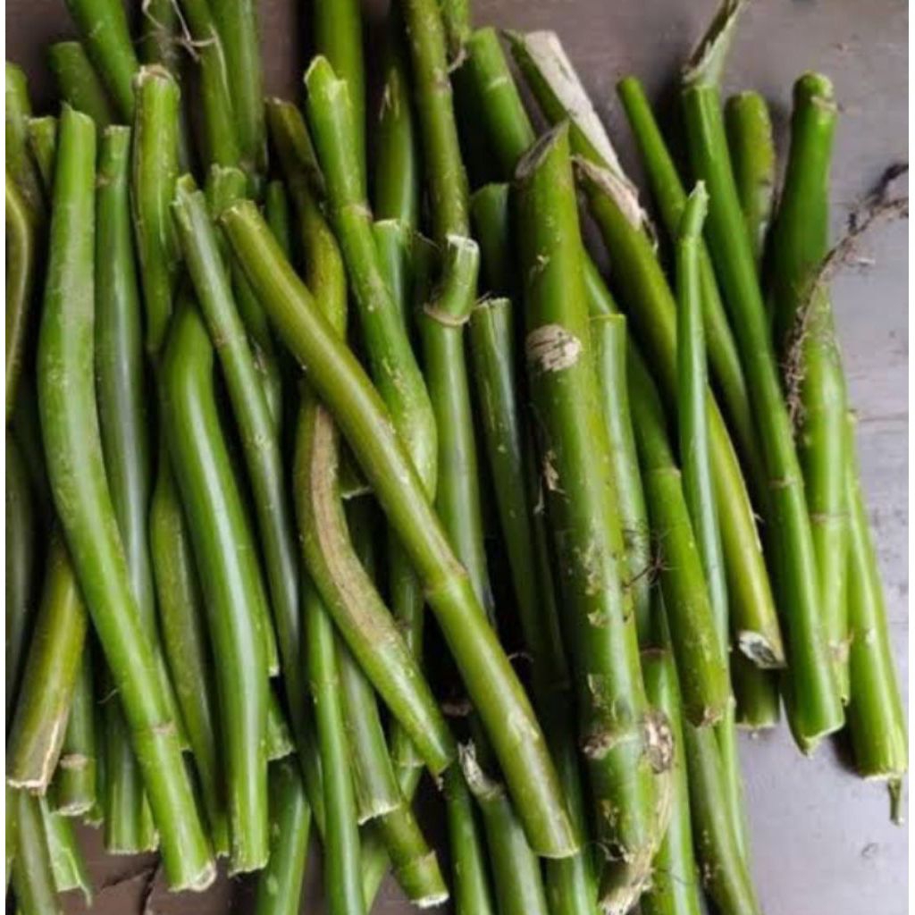 Jual Stek bibit poh Pohan batang pohon 10 stek | Shopee Indonesia