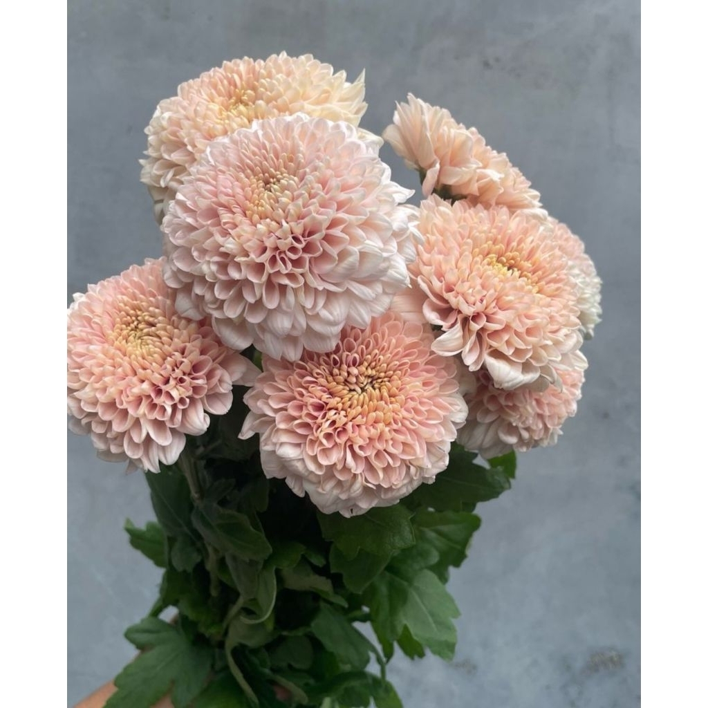Jual Bunga Gompie Semi Import Grade A 10 Tangkai Fresh ( Naliga Florist ...