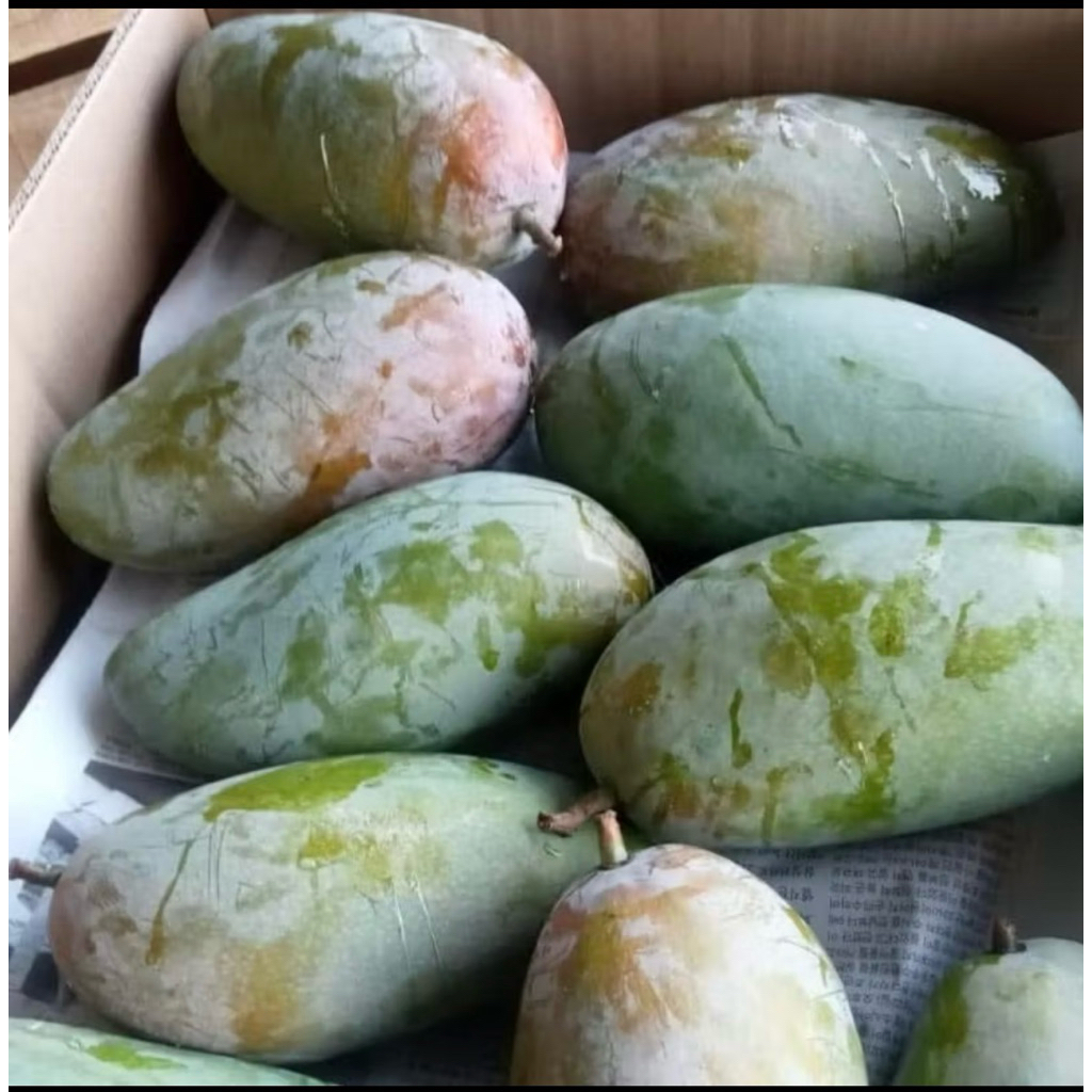 Jual mangga kiojy mngkel kriuk garing manis | Shopee Indonesia