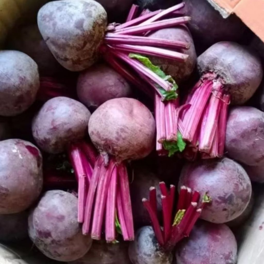 Jual Buah Bit Fresh Beetroot Petik Dari Kebun 500 gr | Shopee Indonesia