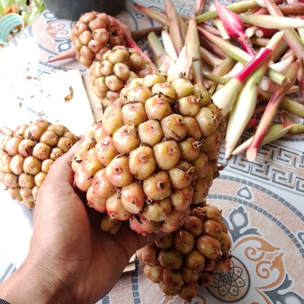 Jual buah honje segar fresh 1kg | Shopee Indonesia