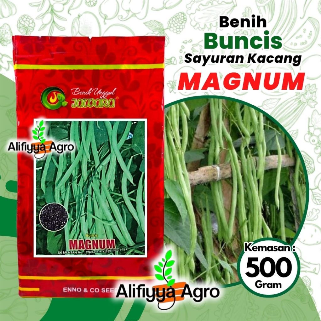 Jual Benih Buncis Sayur - MAGNUM (biji hitam) 500 Gram Buncis Jawara ...