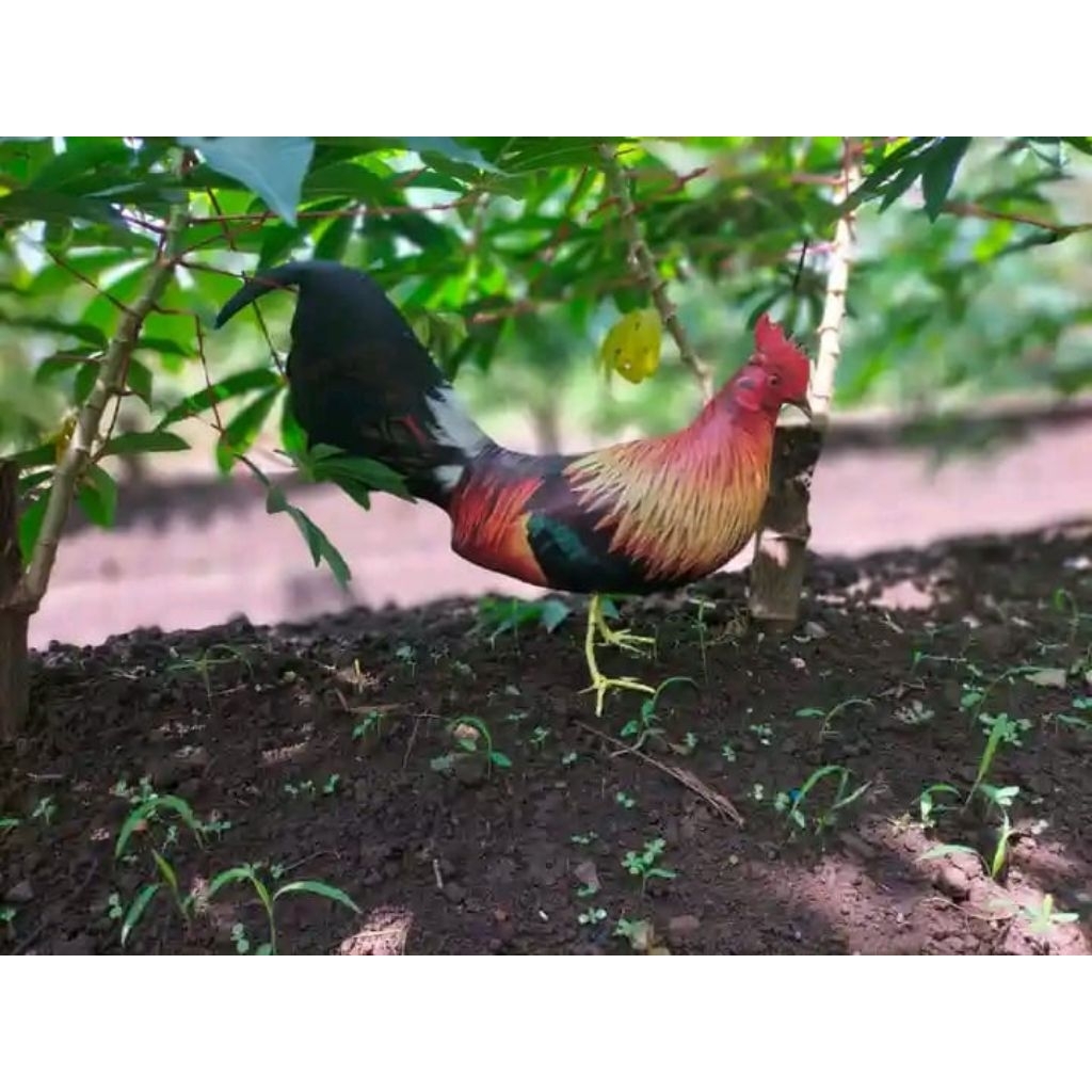 Jual jontrot ayam hutan jantan merah (bakikuk) | Shopee Indonesia