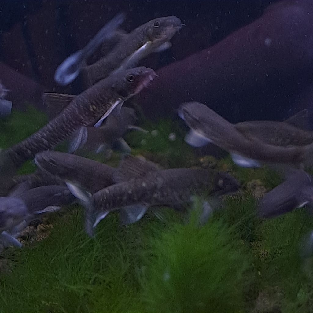 Jual IKAN TERAPI GARARUFA / ALGAE EATER PEMBERSIH AQUARIUM GARARUPA ...