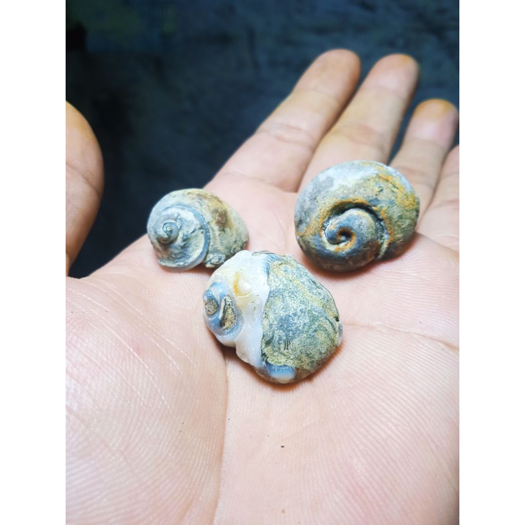 Jual batu posil unik unik ngurak alam full membatu harga satuan ...