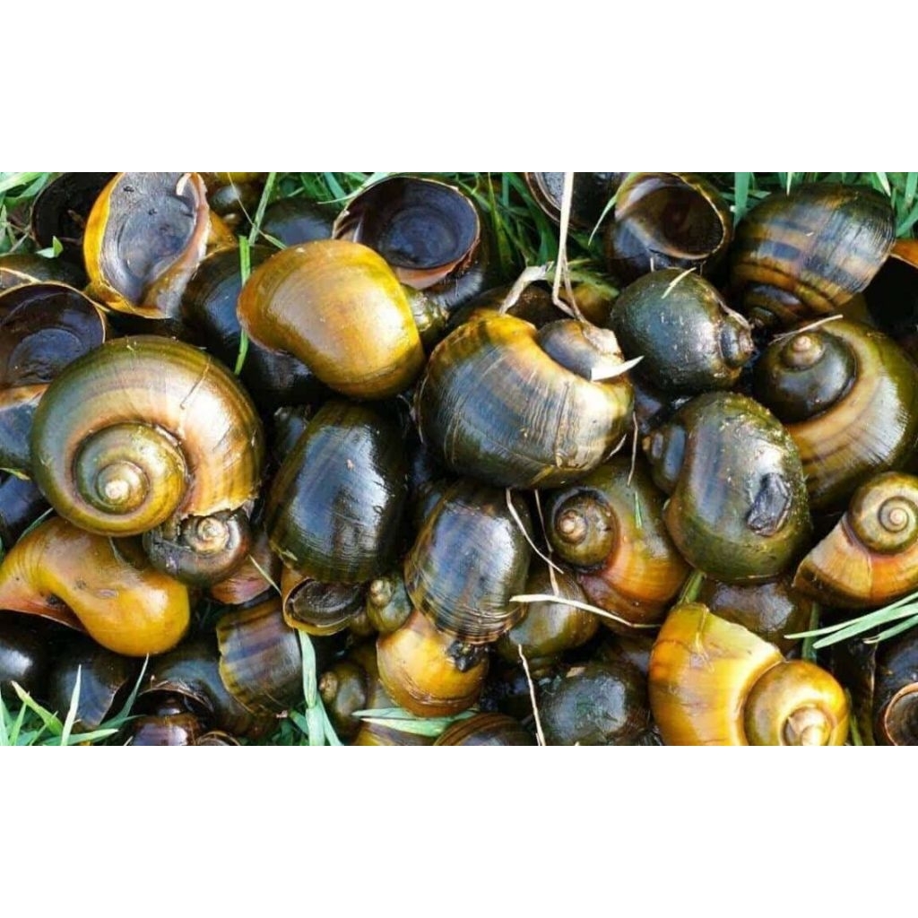 Jual 1 kg Keong Mas keong sawah segar masih hidup langsung ambil dari ...