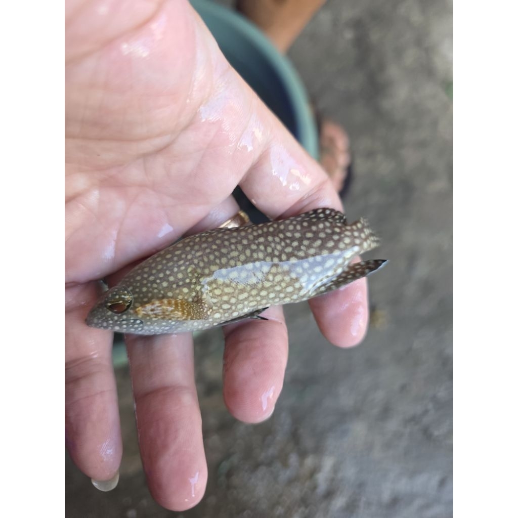 Jual ikan kerapu bintang hitam totol putih ikan hias air laut | Shopee ...