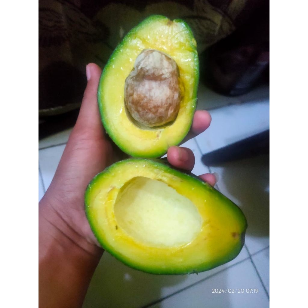 Jual Alpukat Mentega Terlengkap & Harga Terbaru April 2026 | Shopee ...