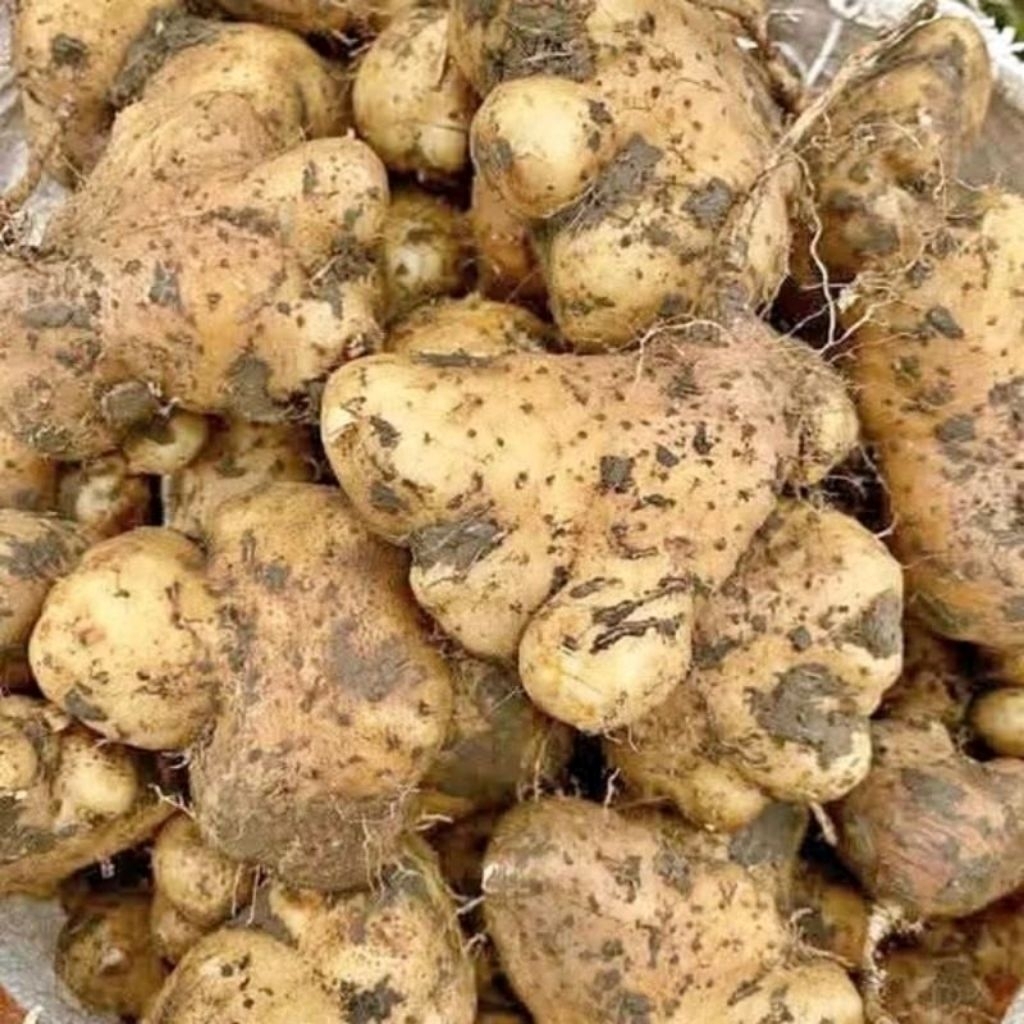 Jual PROMO 1 KG BIBIT Ubi Gembili Ketan -+ 15 Ubi | Shopee Indonesia