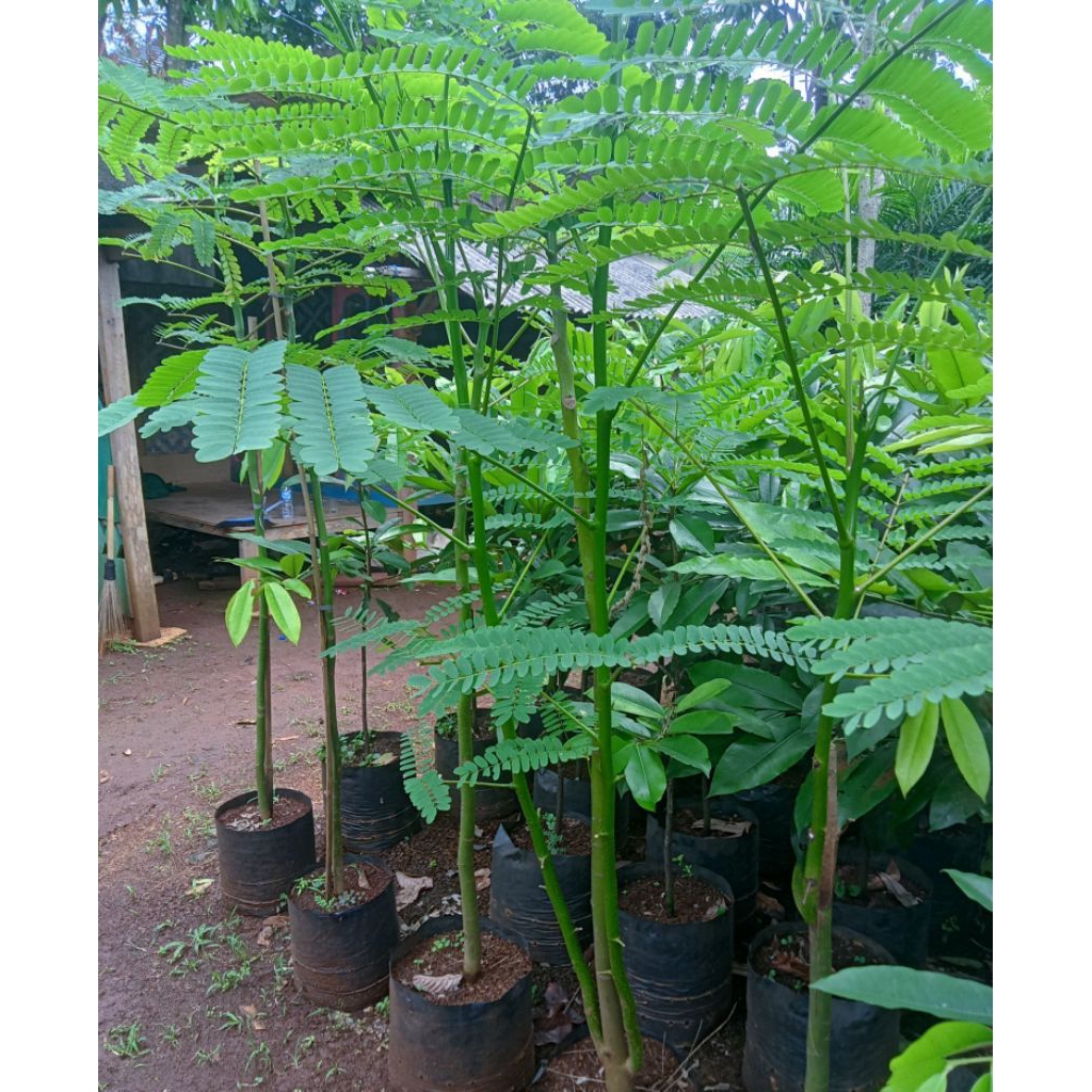 Jual tanaman peneduh solobium/pohon pakis Brazil/tinggi 2 meter ...