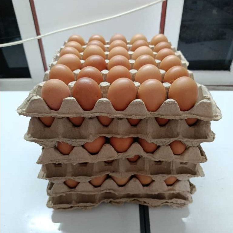Jual Telur Ayam Ras Negeri Mentah Fresh per Kg | Shopee Indonesia