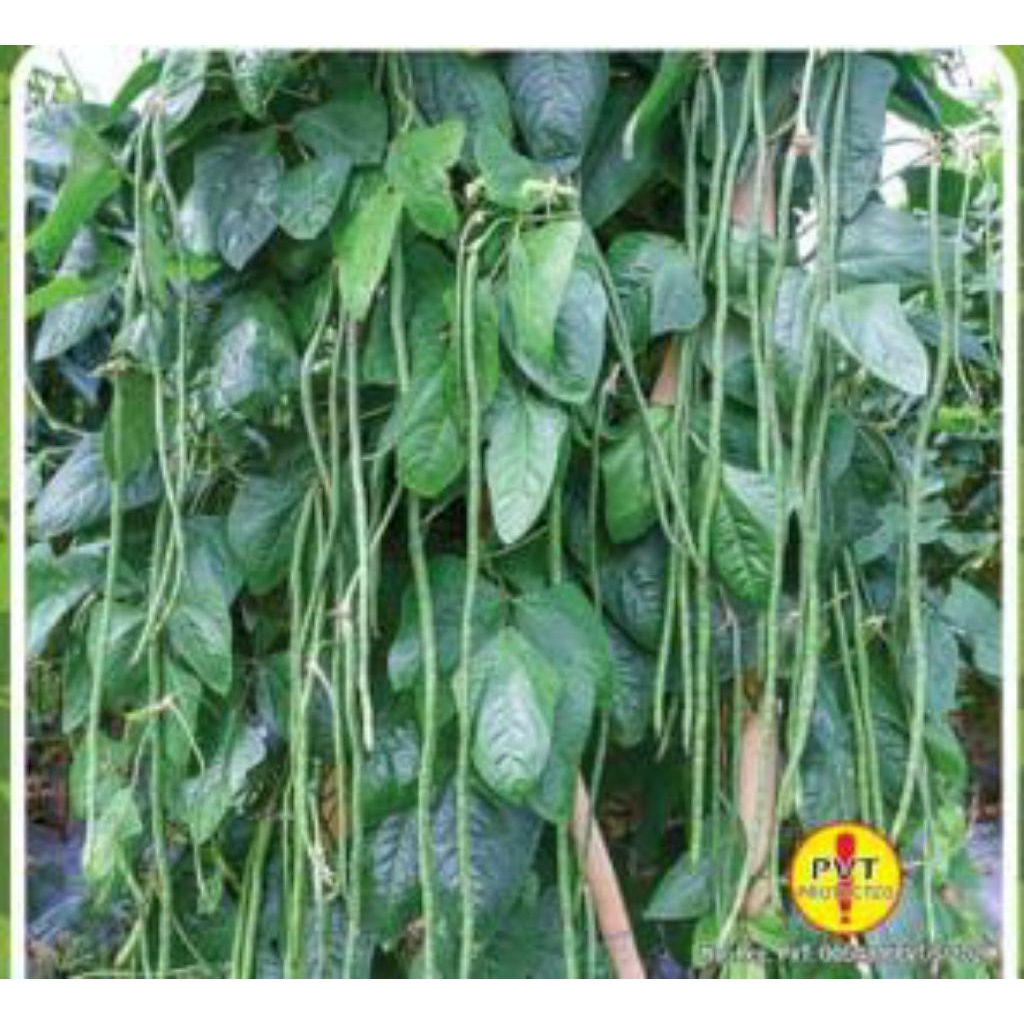 Jual Benih sayur satu butir ini hanya untukmu | Shopee Indonesia