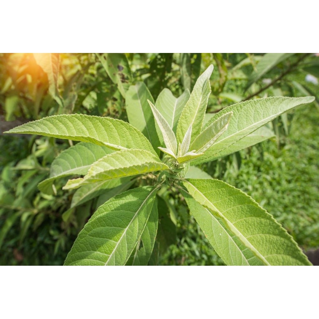 Jual Daun sembung (50gr) Banyak manfaat dan khasiatnya | Shopee Indonesia