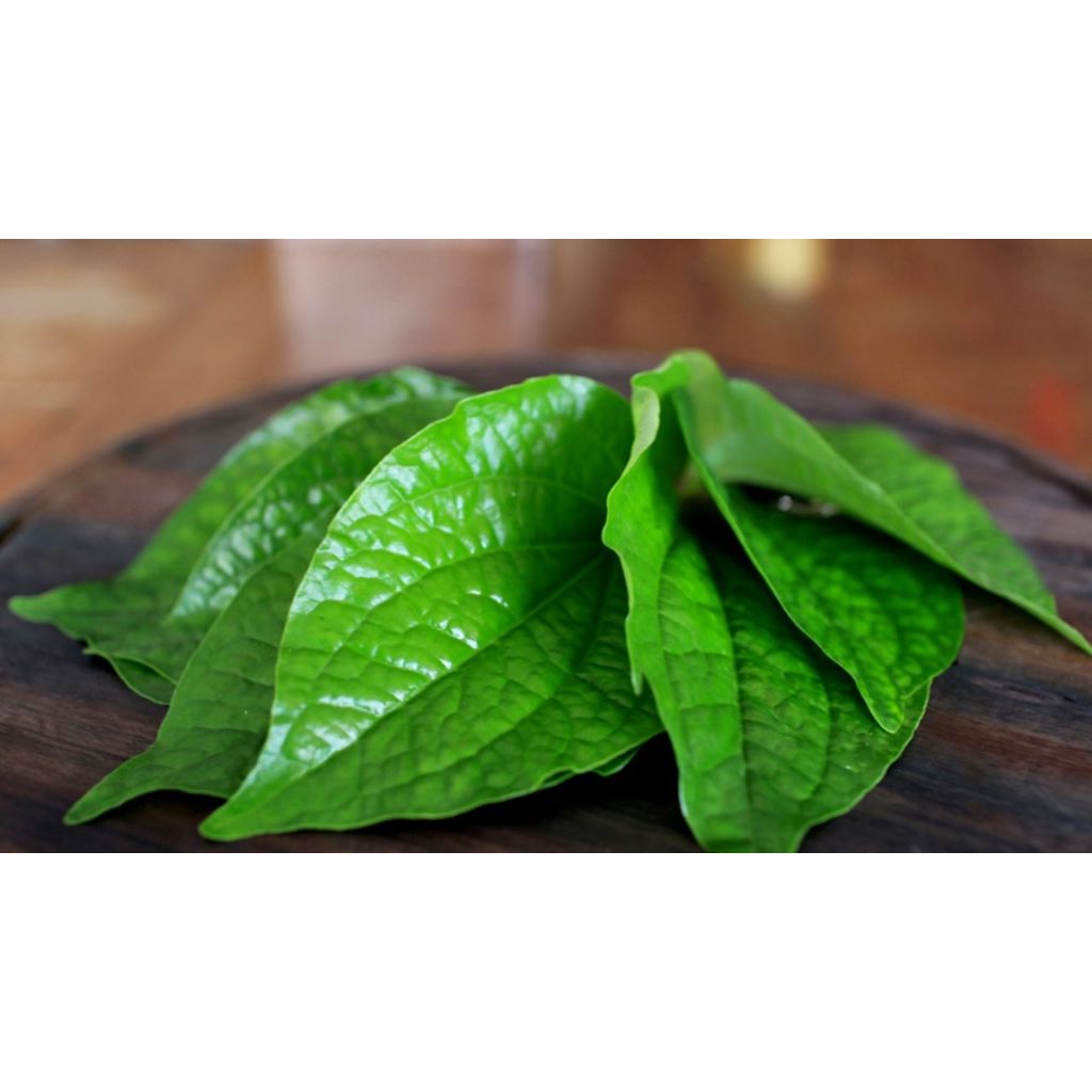 Jual “Daun Sirih, Obat Alami Warisan Leluhur yang Tak Lekang oleh Waktu ...