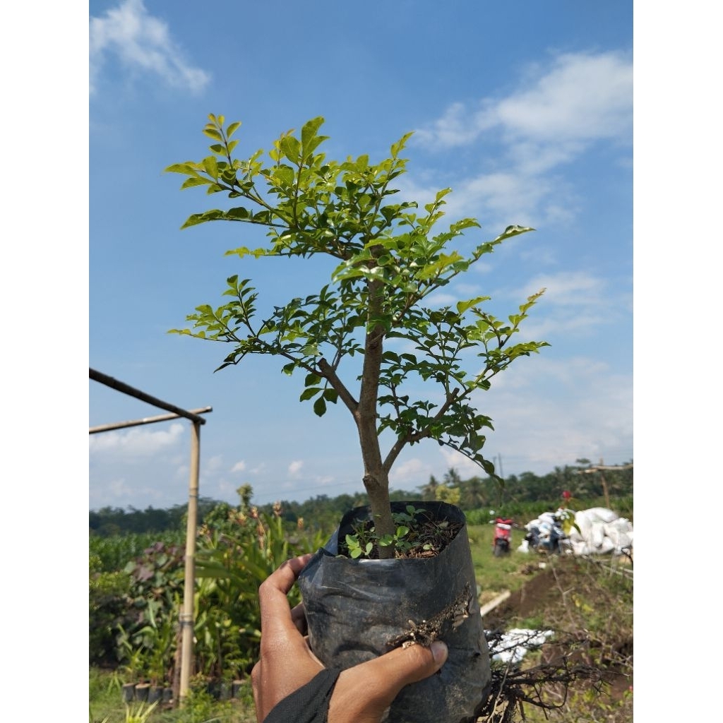 Jual bonsai Tauchi kalimantan bahan bonsai tahapan taouchi kalimantan ...