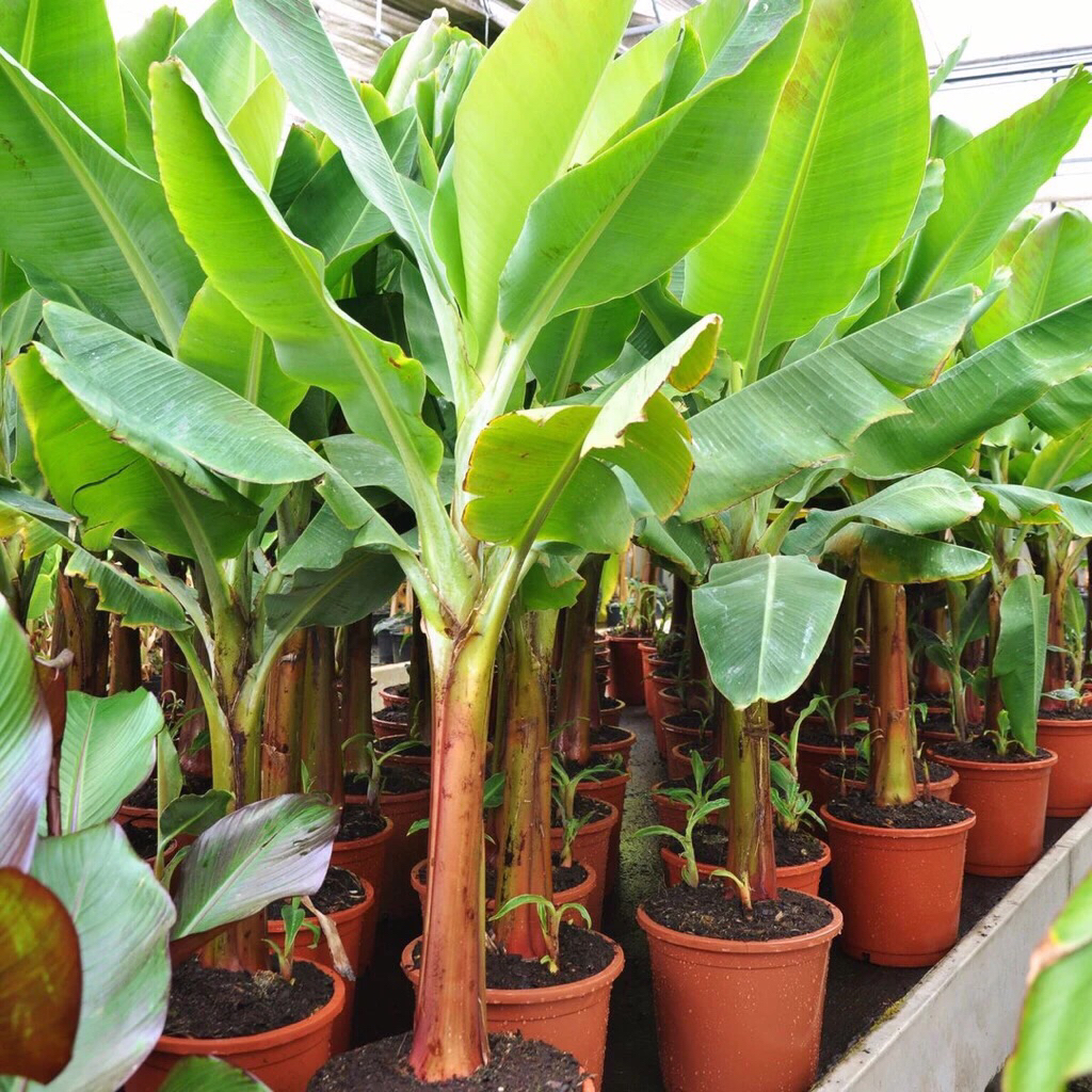 Jual Bibit Pohon Pisang Raja Bulu Kuning/ Raja Kresek/ Raja Sajen Siap ...