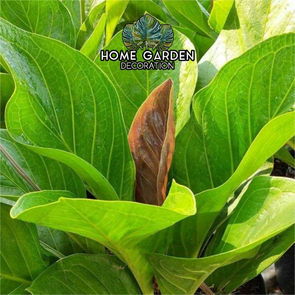 Jual Anthurium jemani cobra catalog - anthurium cobra catalog | Shopee ...