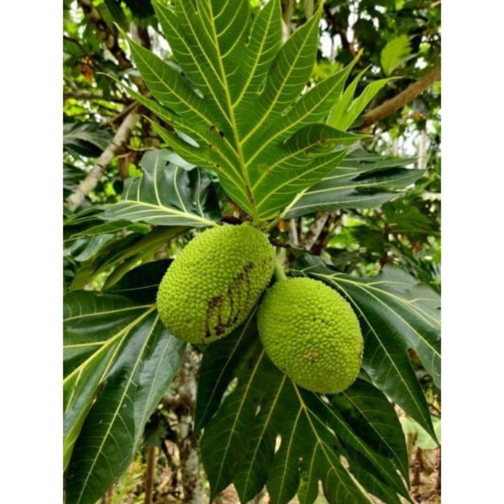 Jual Daun Kluwih/Kluweh Segar Herbal 1kg | Shopee Indonesia