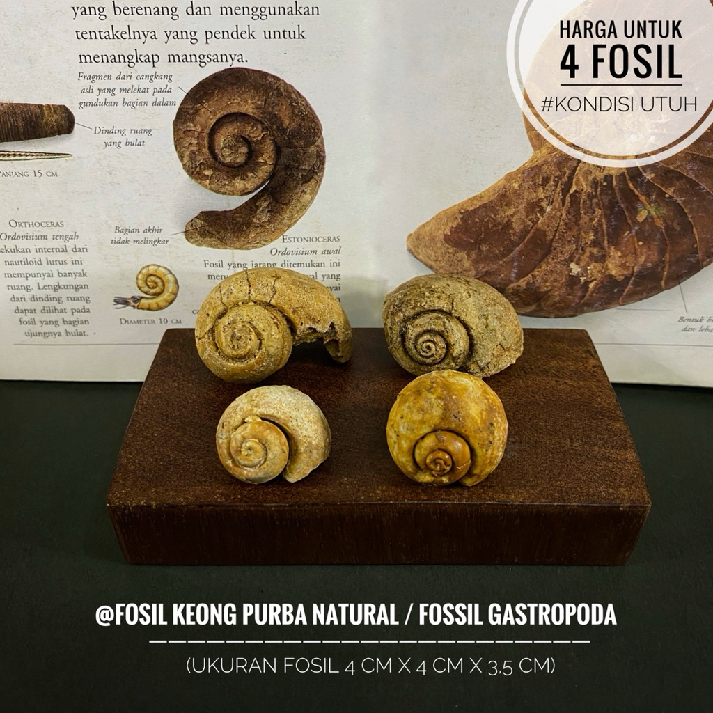 Jual Fosil Keong Purba Natural A30 atau Fosil Gastropoda atau Fosil Kol ...