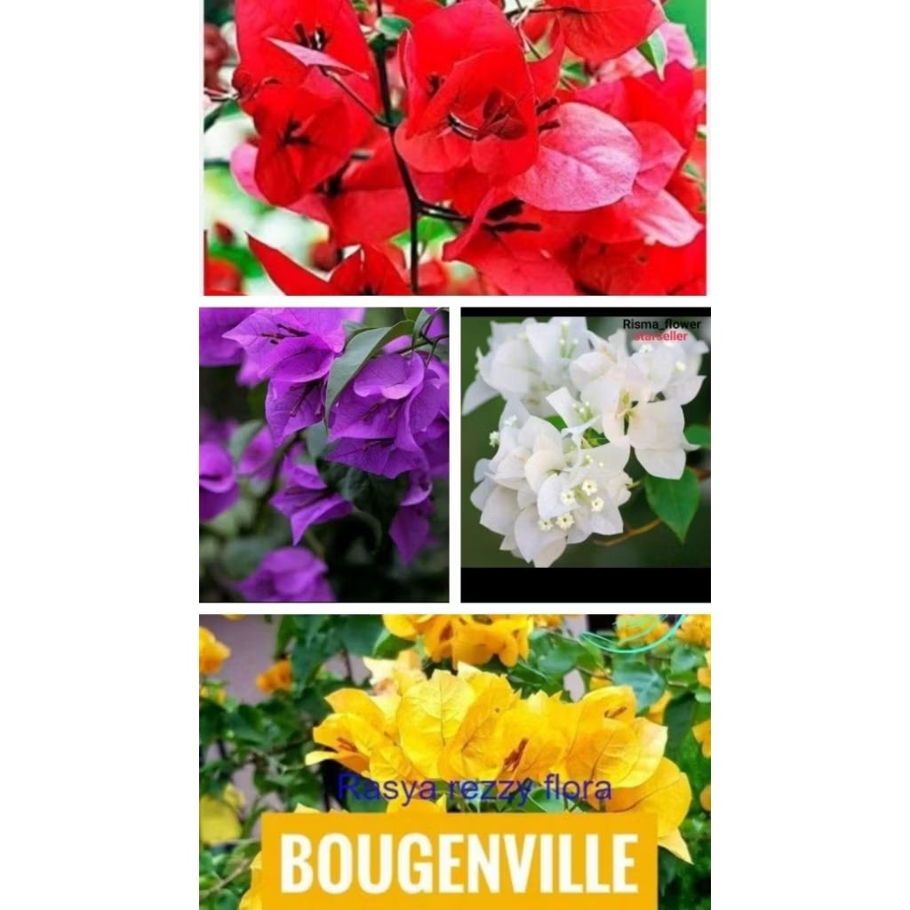 Jual PAKET 4 WARNA BUGENVIL,MERAH,PUTIH,UNGU,KUNING (lebih murah ...