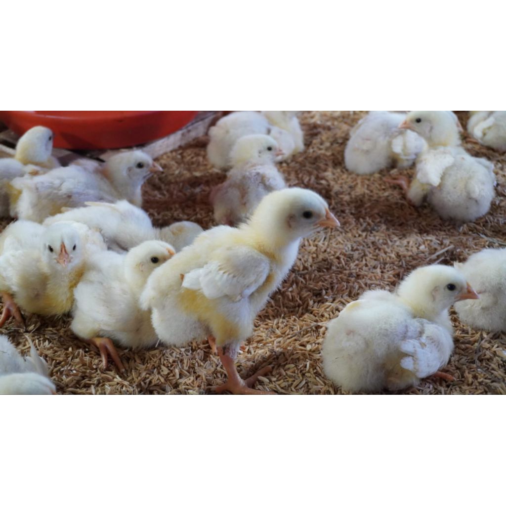 Jual Doc Broiler Terlengkap & Harga Terbaru Juni 2026 | Shopee Indonesia