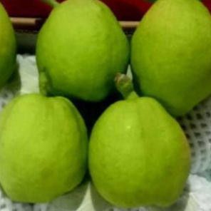 Jual Buah pir xiangli fresh ,manis n segar netto -./+ 1000gr | Shopee ...