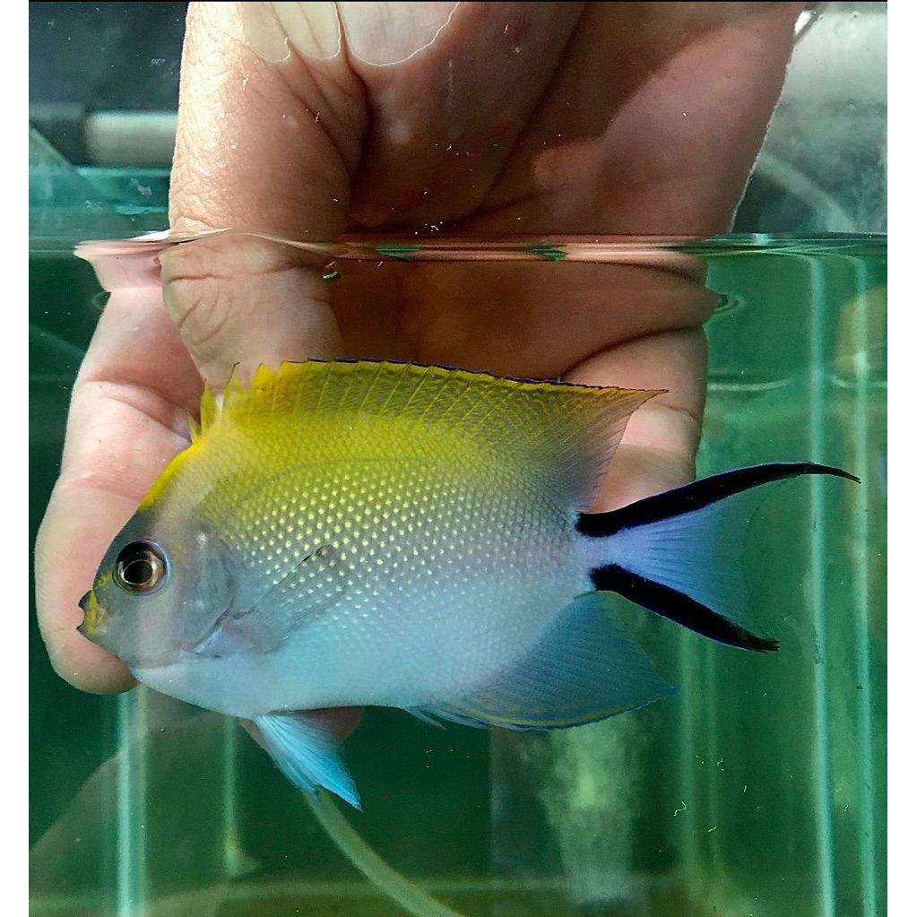 Jual ikan hias laut angel swallow kuning / swallowtail angelfish ...