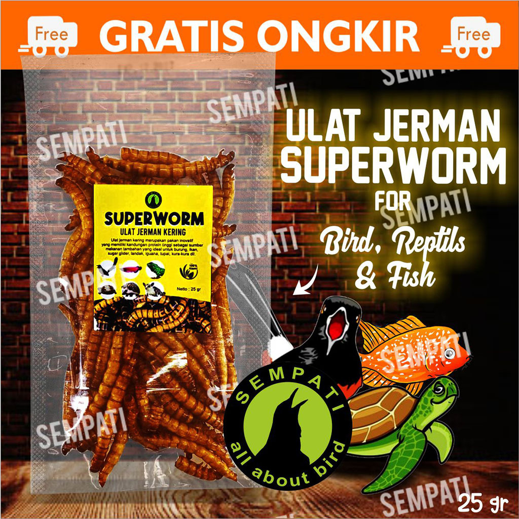 Jual SEMPATI Superworm Super Worm Ulat Jerman Kering Pakan Extra ...