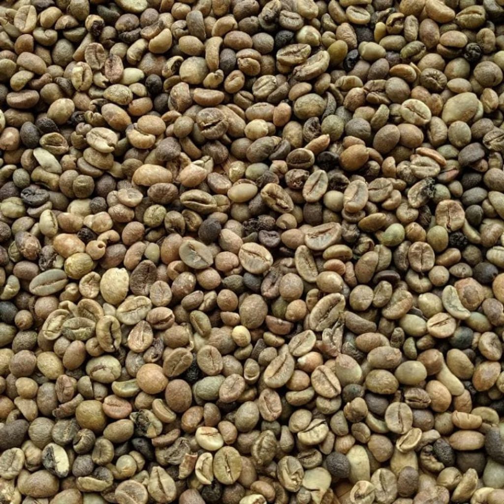Jual Green bean robusta Lampung | Shopee Indonesia