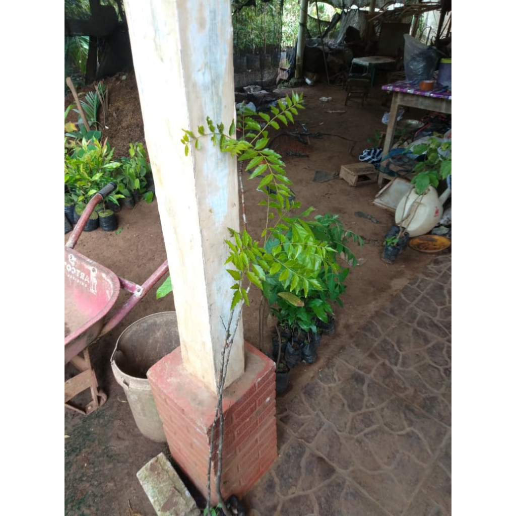 Jual Bibit Tanaman Mimba / Mimbo - Ketinggian 1m - Siap Tanam | Shopee ...