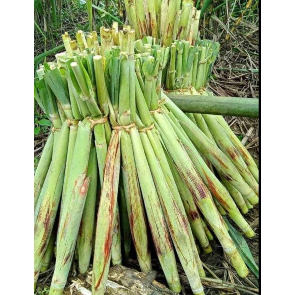 Jual terubuk telur tebu (minimal order 1kg) | Shopee Indonesia