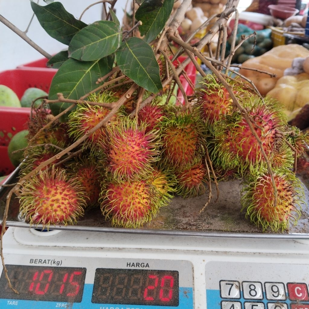 Jual RAMBUTAN BINJAI MANIS 1KG / RAMBUTAN BULUS MANIS 1 KG | Shopee ...