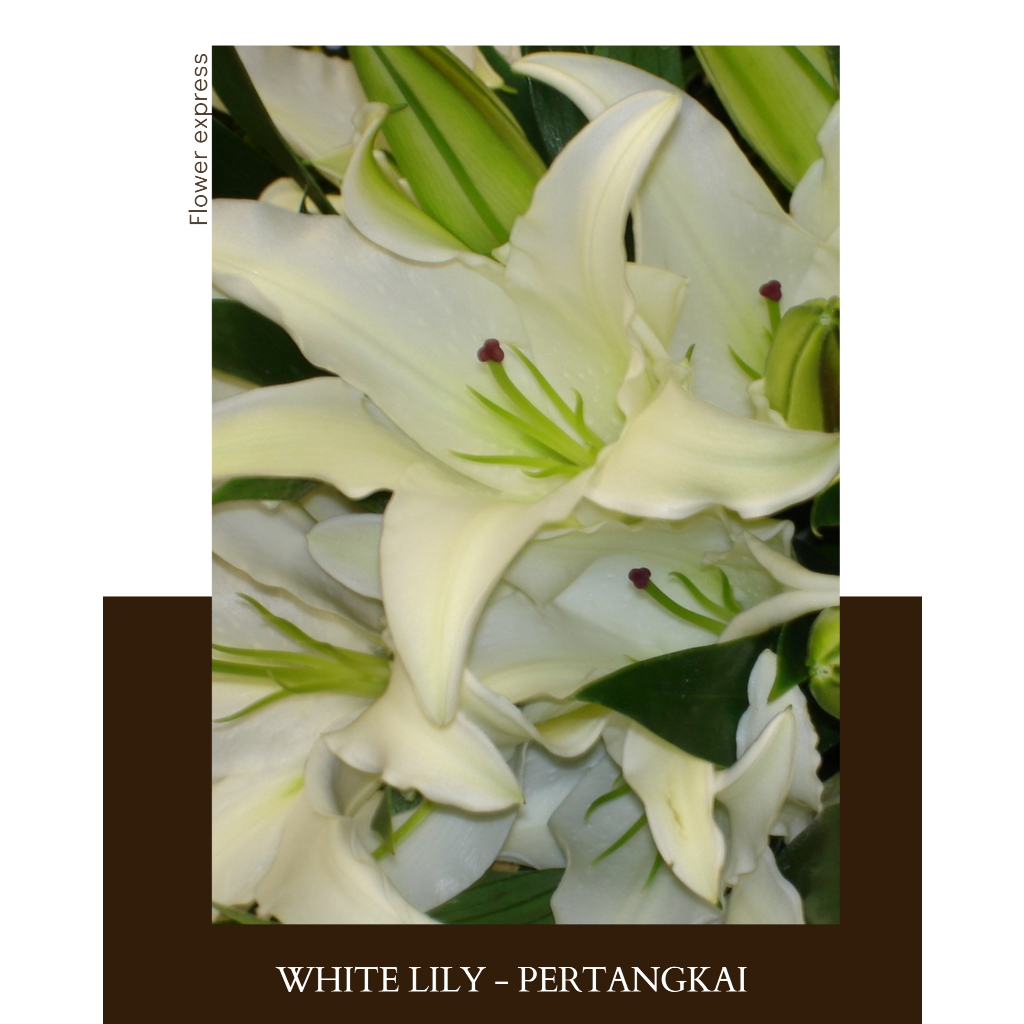 Jual Bunga Lily Putih Fresh I Bunga Potong Fresh - Pertangkai | Shopee ...