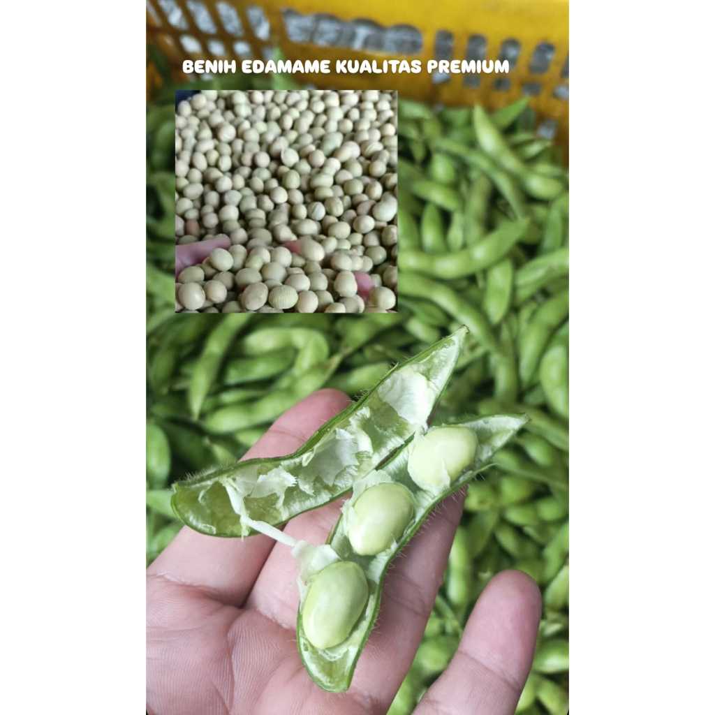 Jual Benih Edamame | Bibit Edamame | Kedelai Jepang Super Varietas ...