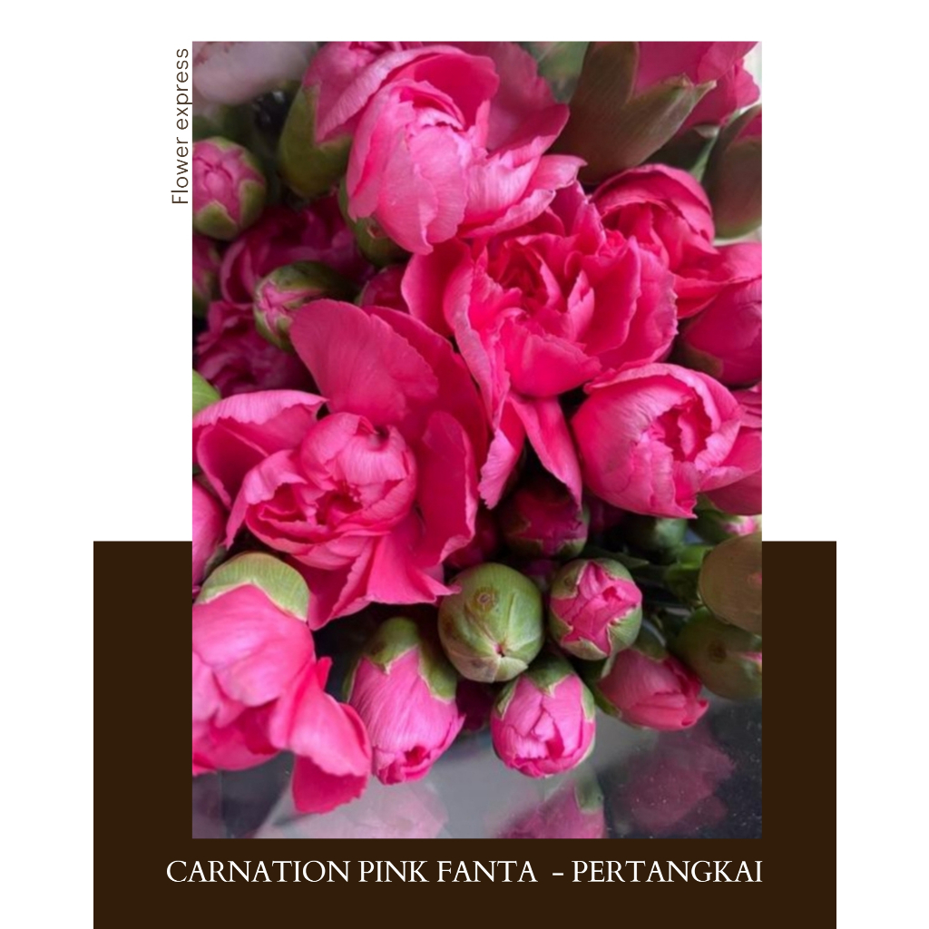 Jual Bunga Carnation Pink Fanta Fresh Lokal | Bunga Potong Segar ...