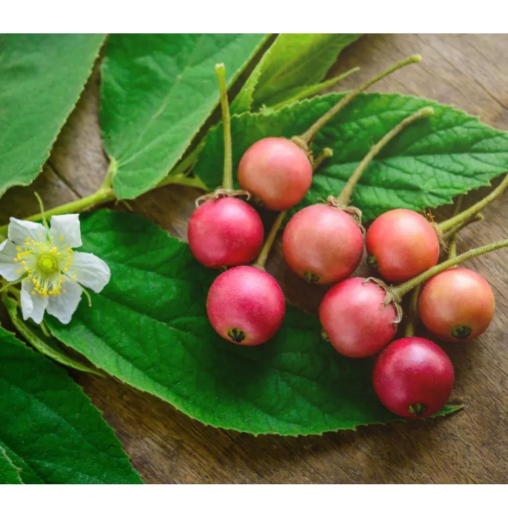 Jual Buah ceri atau kersen segar 50 biji | Shopee Indonesia