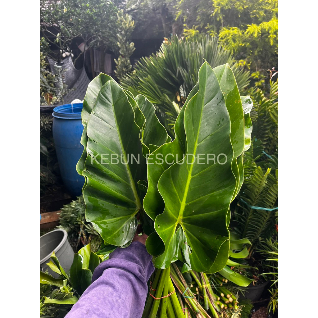Jual Bunga Potong Daun Marble - Bunga Potong Daun Marbel Isi 10 Satu ...