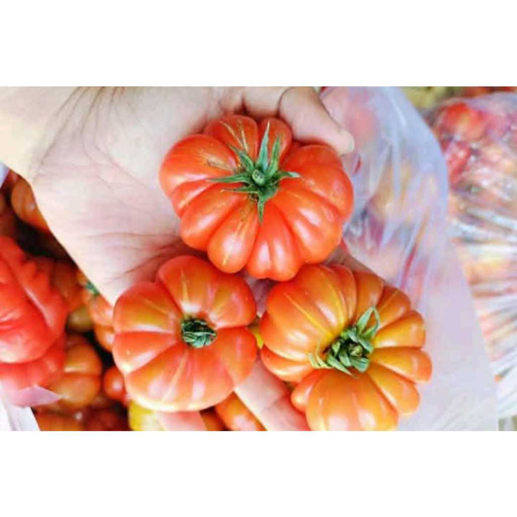 Jual Tomat Ranti Khas Banyuwangi | 1kg | Langsung Petik Kebun | Fresh ...