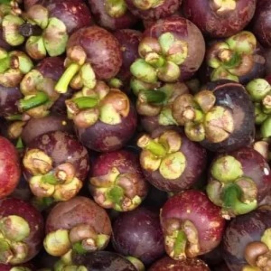 Jual buah Manggis pasaman/buah segar/manggis sumatra/manggis manis ...