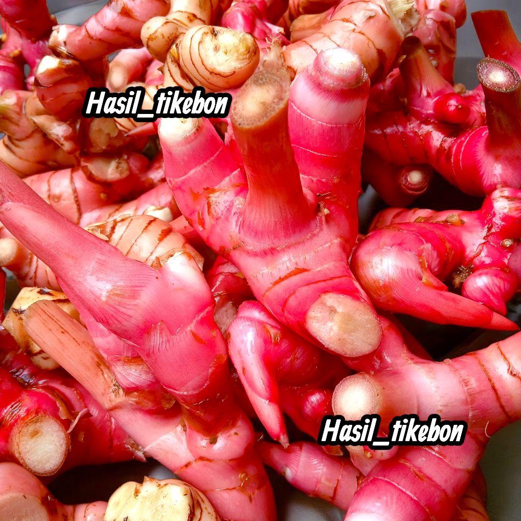 Jual Lengkuas merah super, kualitas premium 1kg, hasil_tikebon | Shopee ...
