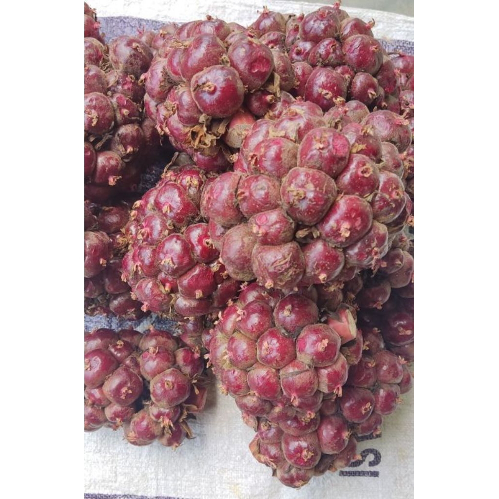 Jual Buah Honje Laka Merah 1kg Segar | Shopee Indonesia