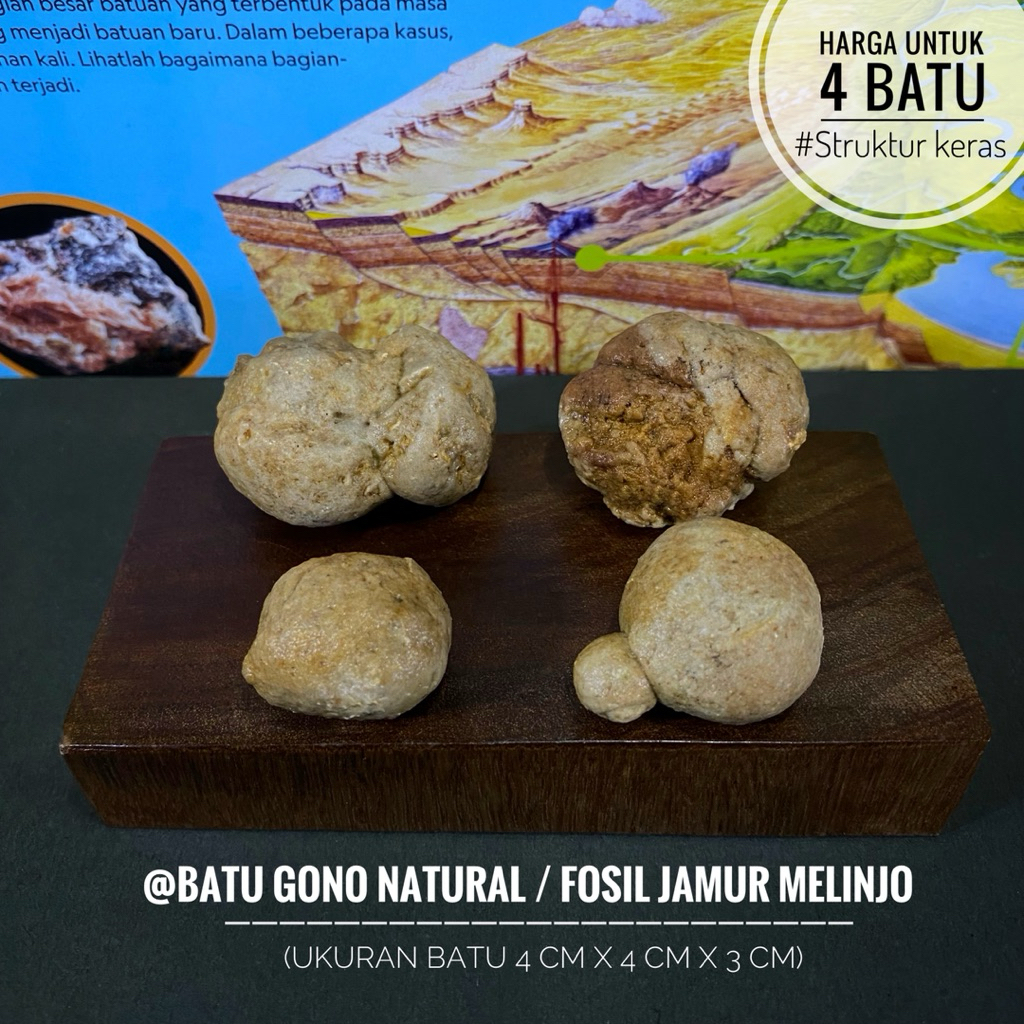 Jual Batu Gono Natural C37 atau Fossil Jamur Melinjo Purba atau Batuan ...