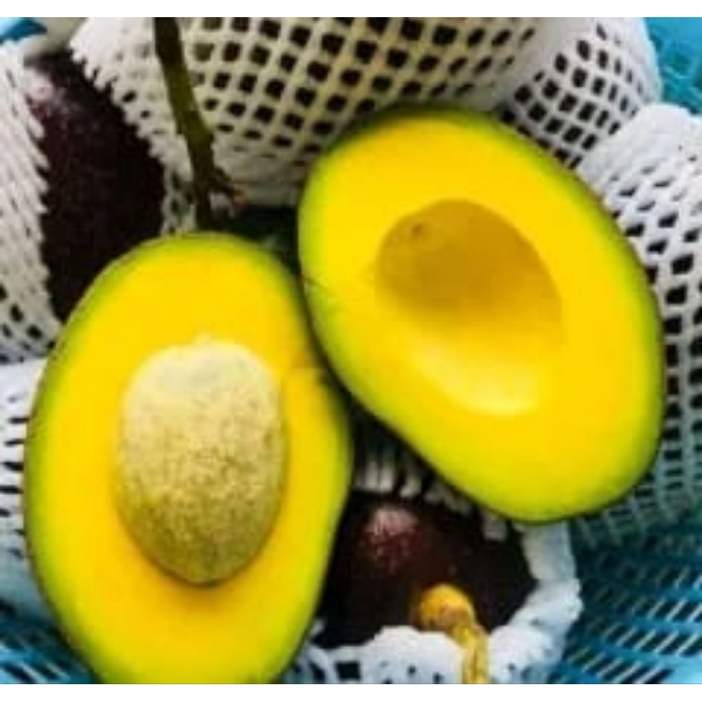 Jual Alpukat mentega kuning fresh 1kg isi 5-6-7 kirim keadaan mentah ...