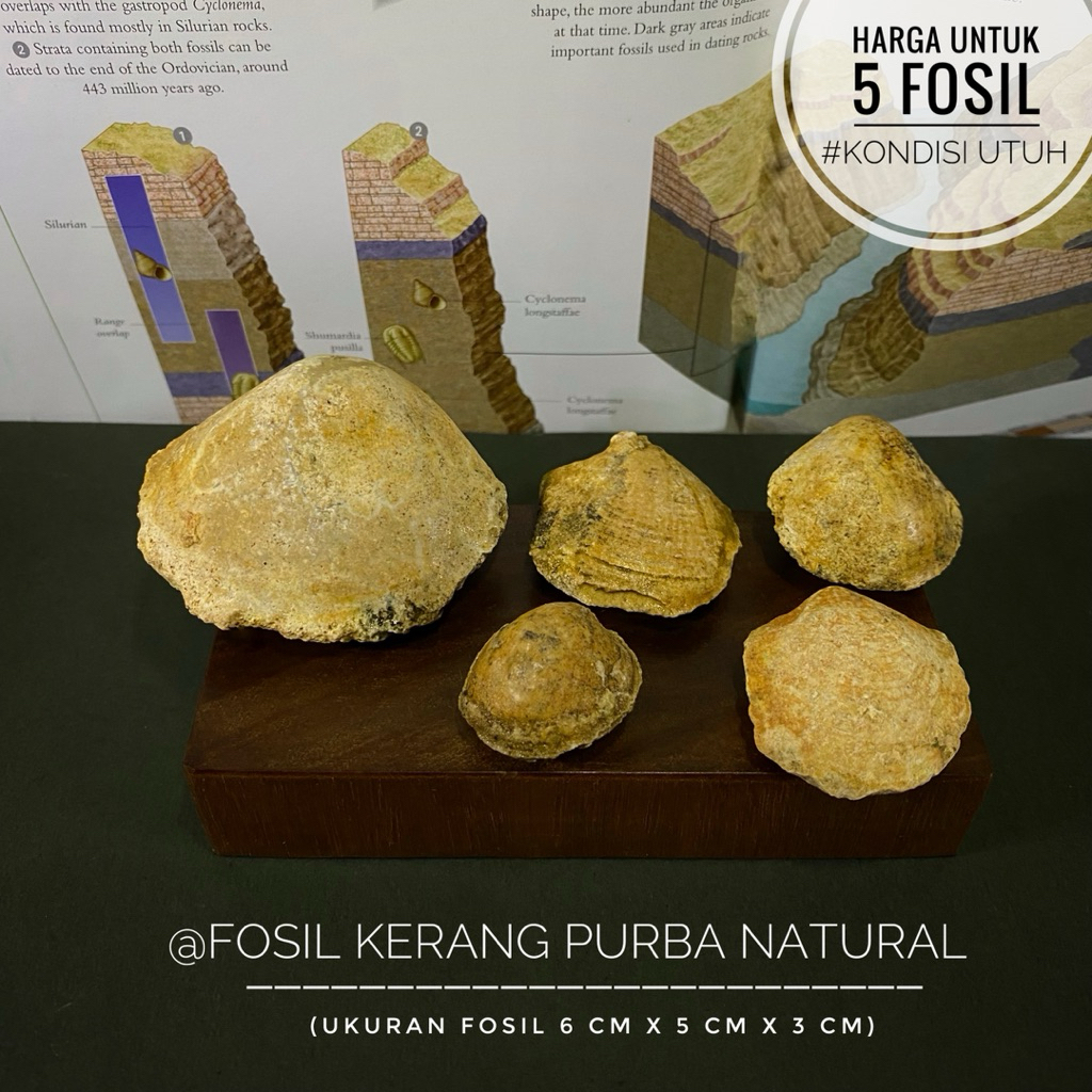 Jual Fosil Kerang Purba Natural B74 atau Fossil Bivalvia atau Fosil ...