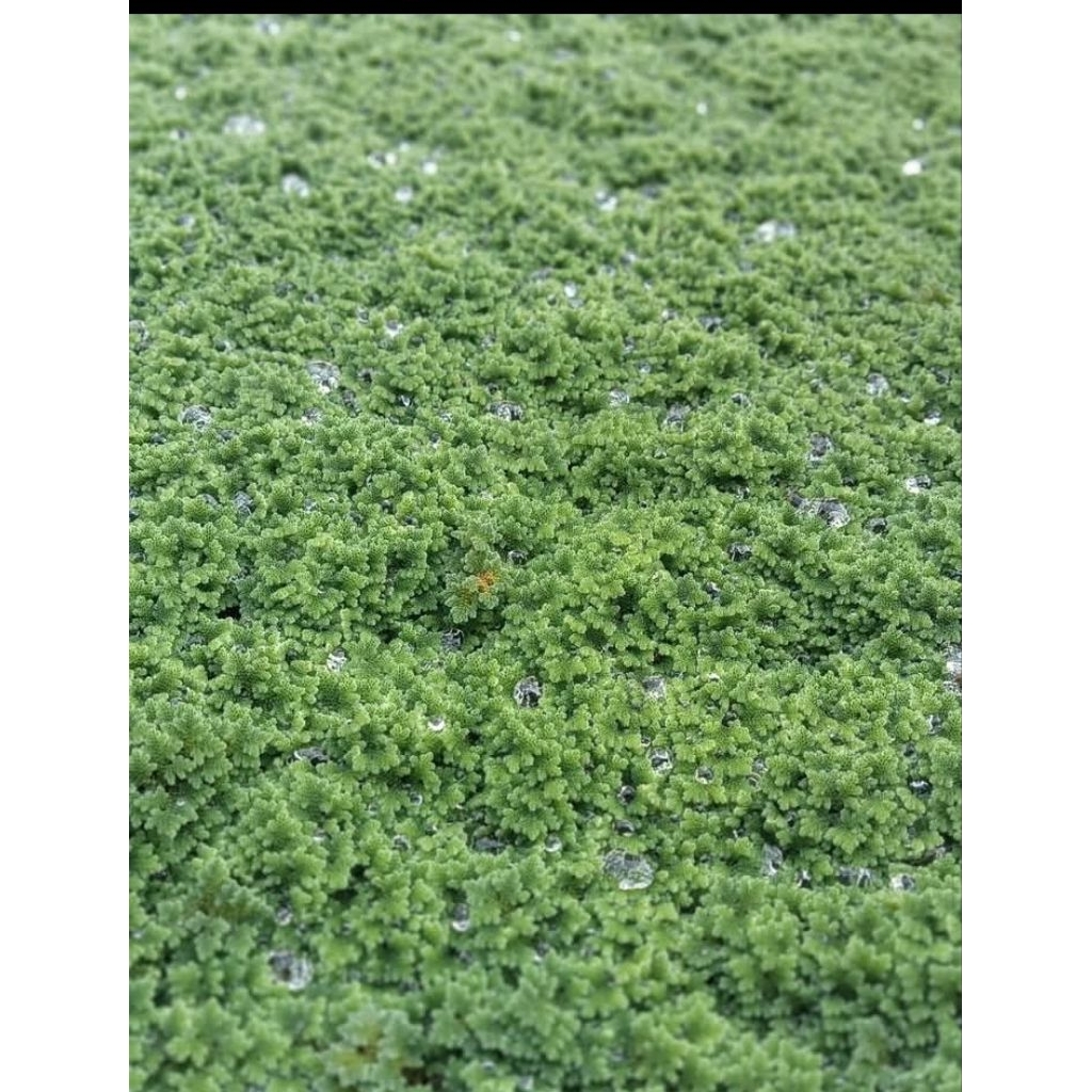 Jual Bibit Azolla Microphylla 2 kg - Tahan Lama, Mudah Dibudidaya ...