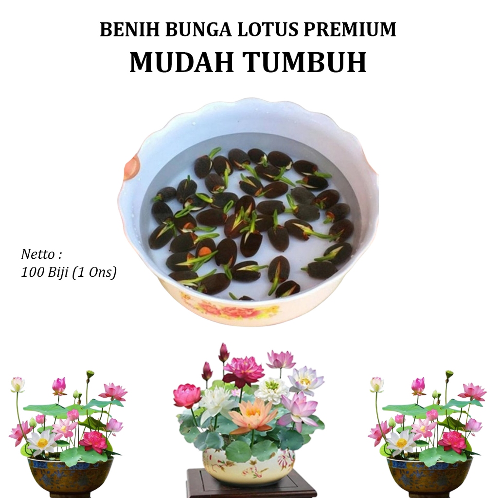 Jual 100 Biji Benih Bunga Teratai Lotus Asli – Cepat Tumbuh | Cocok ...