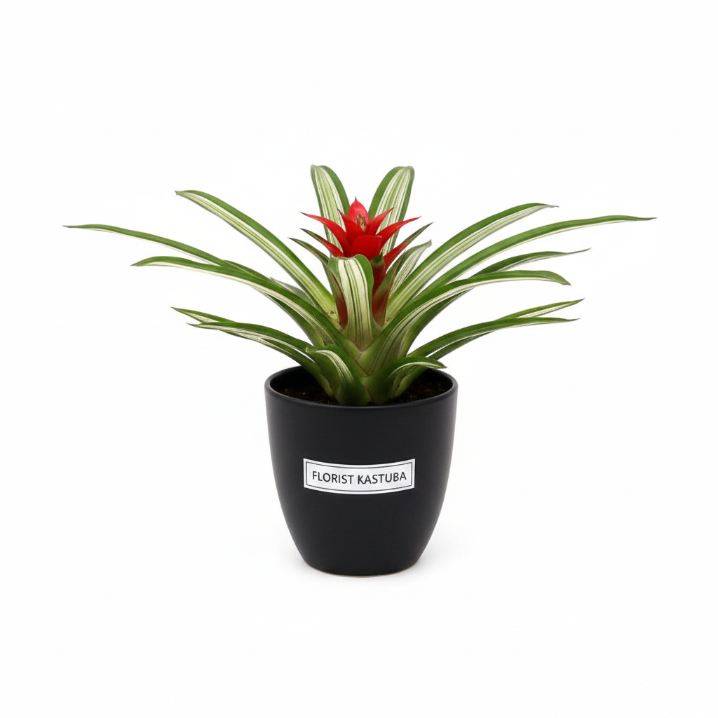 Jual Tanaman bromelia Guzmania Variegata Bunga Merah | Shopee Indonesia