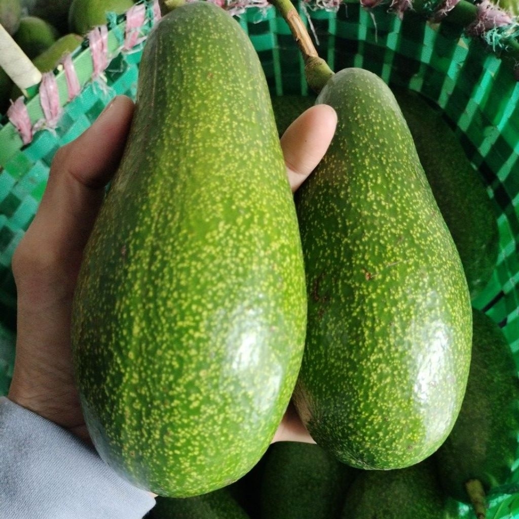 Jual Alpukat Roro Subaka | Shopee Indonesia